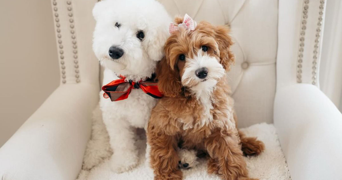 Misty Range Farm mini Groodles, responsible breeder in New South Wales ...