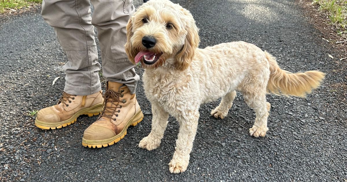 Misty Range Farm mini Groodles, responsible breeder in New South Wales ...