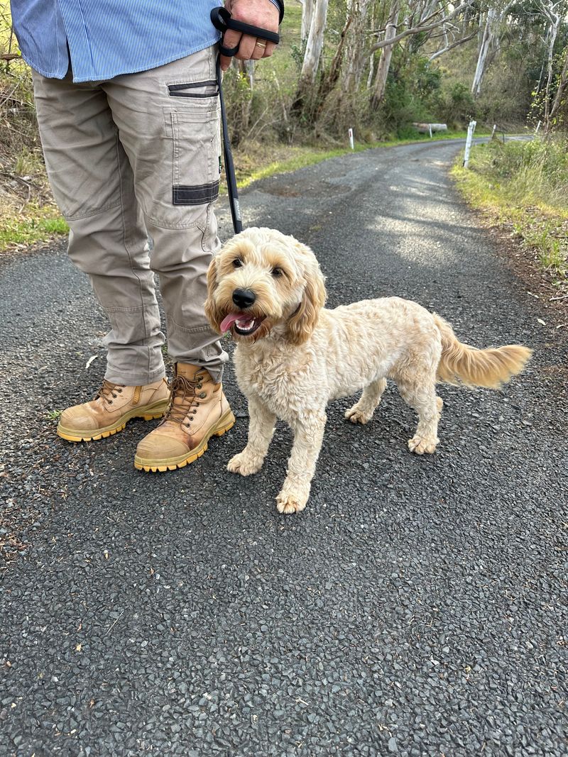 Misty Range Farm mini Groodles, responsible breeder in New South Wales ...