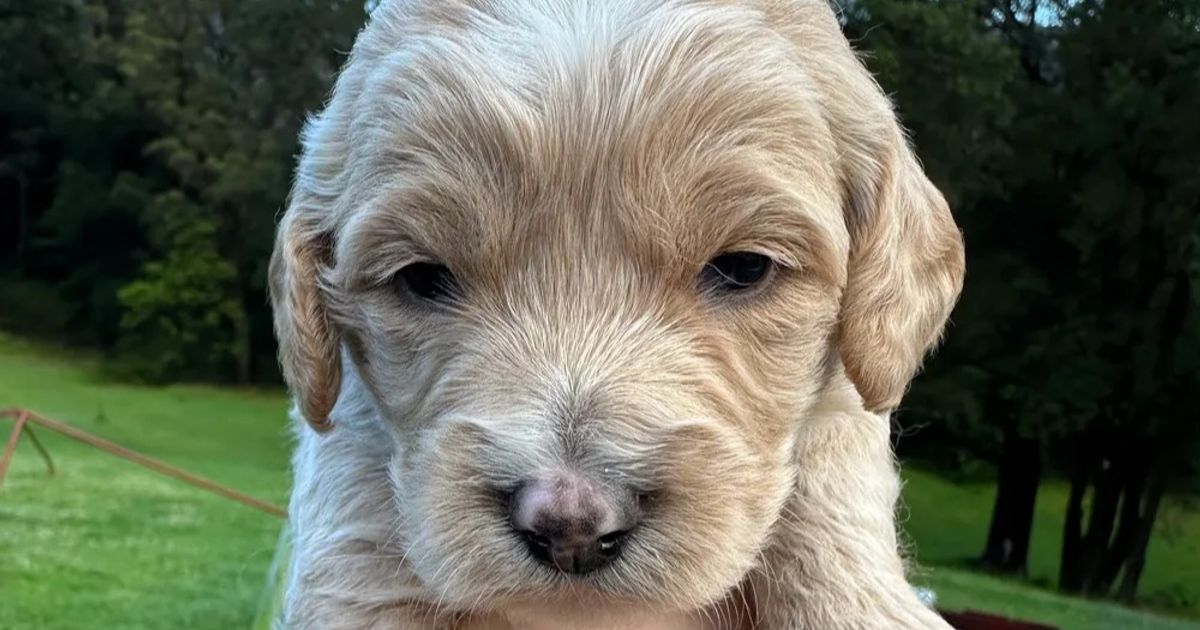 Misty Range Farm mini Groodles, responsible breeder in New South Wales ...