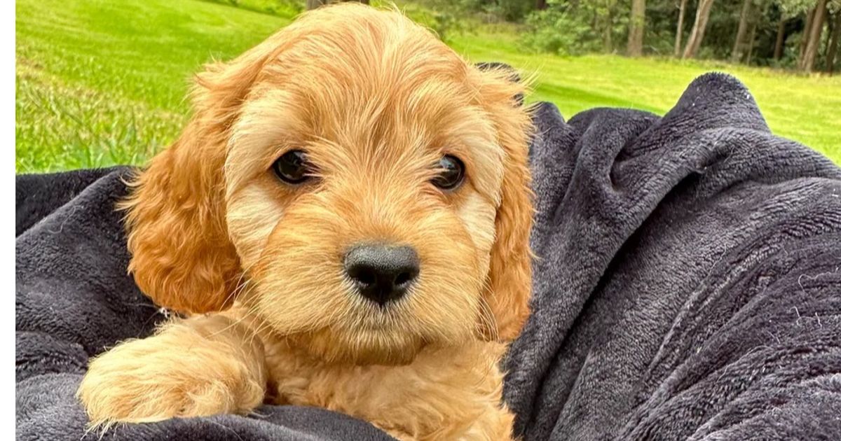 Misty Range Farm mini Groodles, responsible breeder in New South Wales ...
