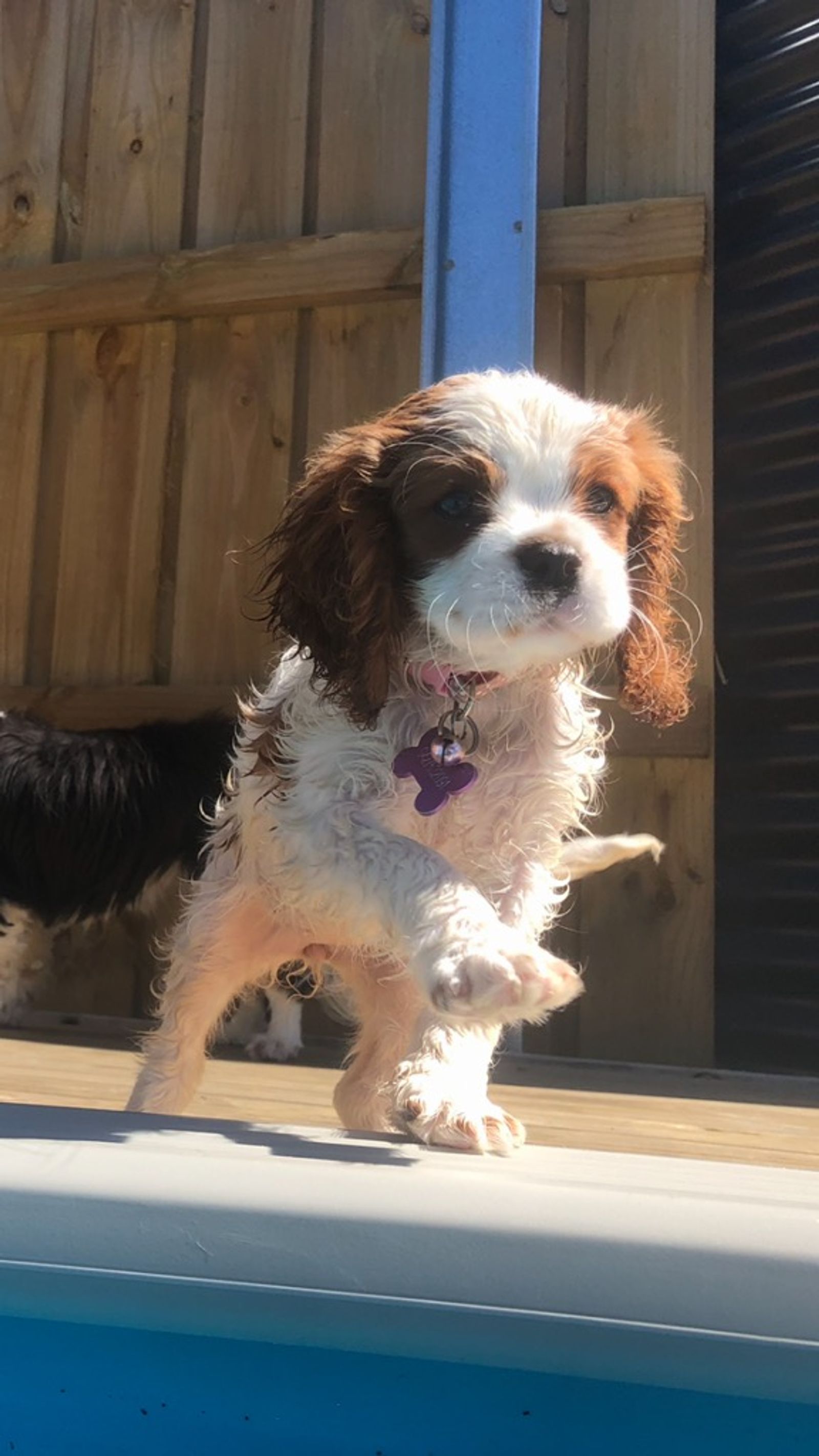 Cavmania Kennels, responsible breeder in Tasmania - RightPaw
