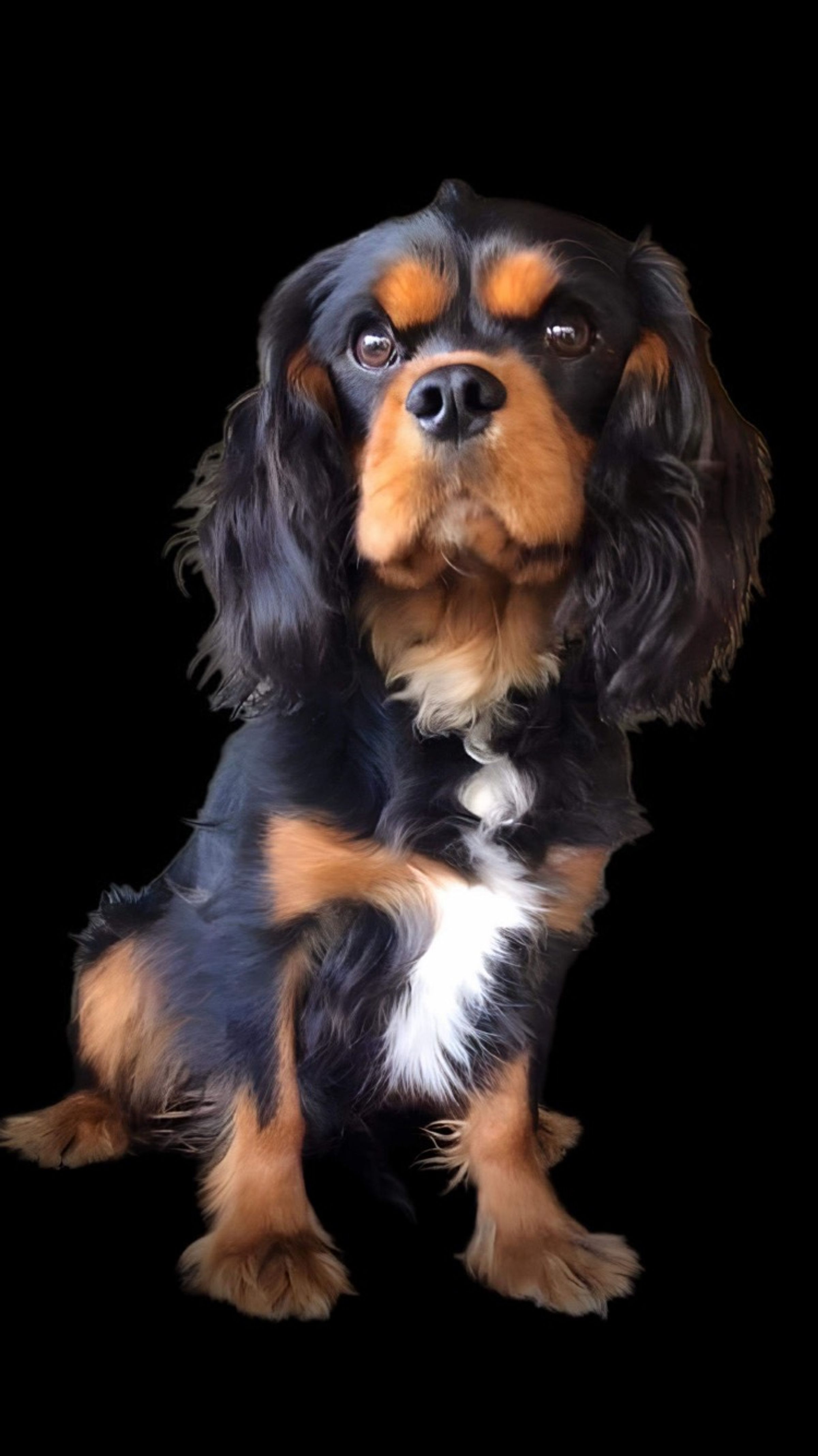 Cavmania Kennels, responsible breeder in Tasmania - RightPaw