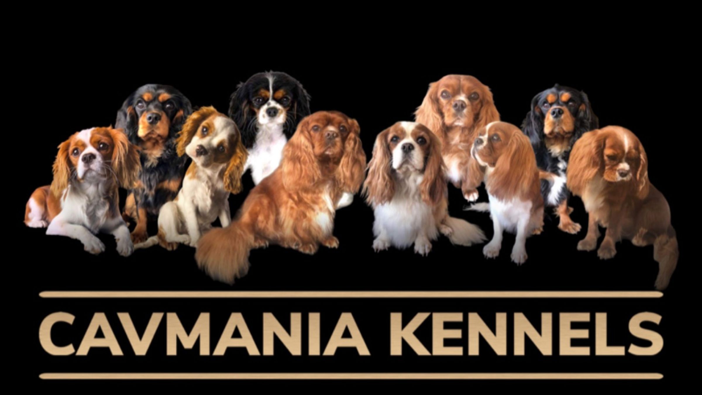 Cavmania Kennels, responsible breeder in Tasmania - RightPaw
