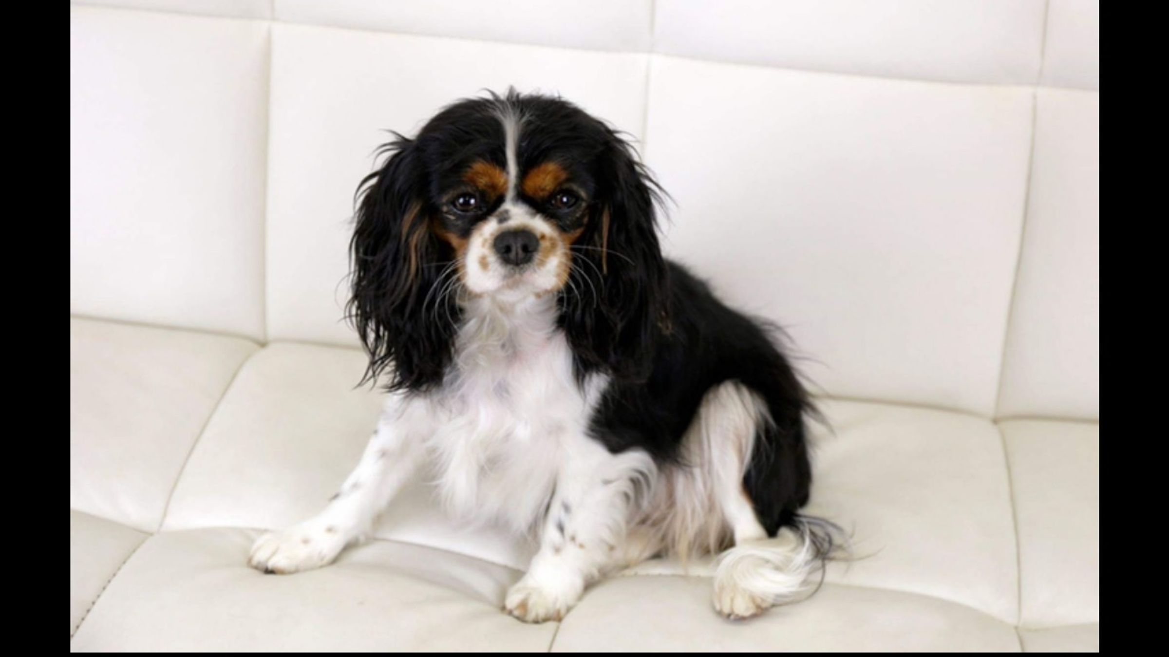 Cavmania Kennels, responsible breeder in Tasmania - RightPaw