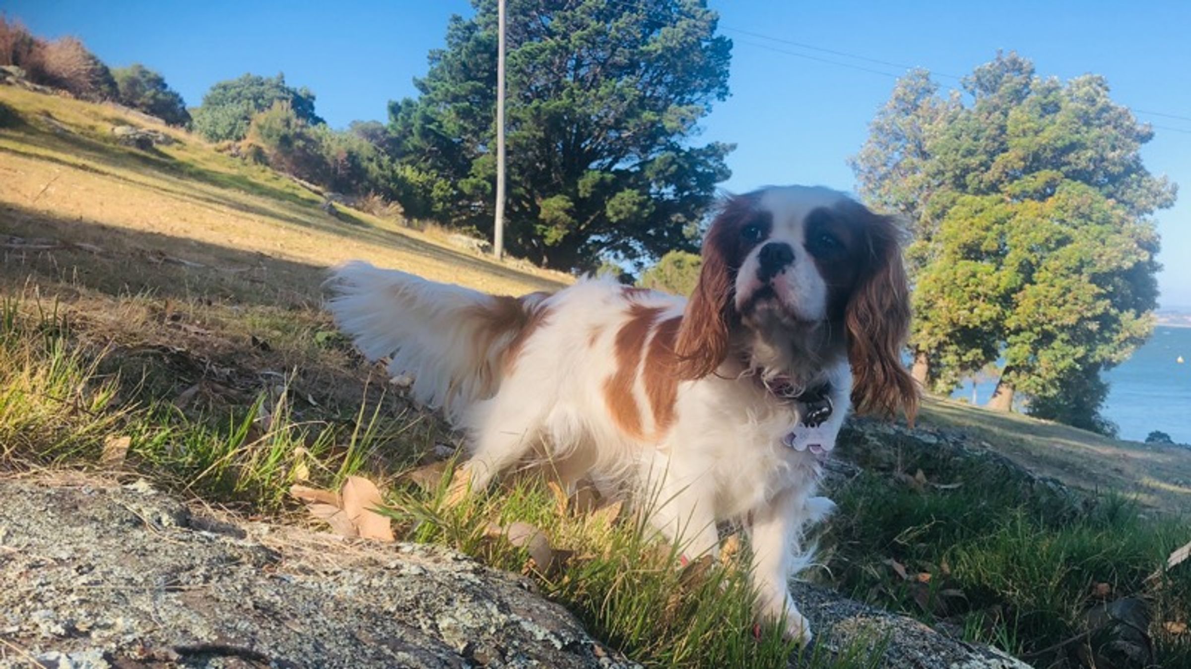 Cavmania Kennels, responsible breeder in Tasmania - RightPaw