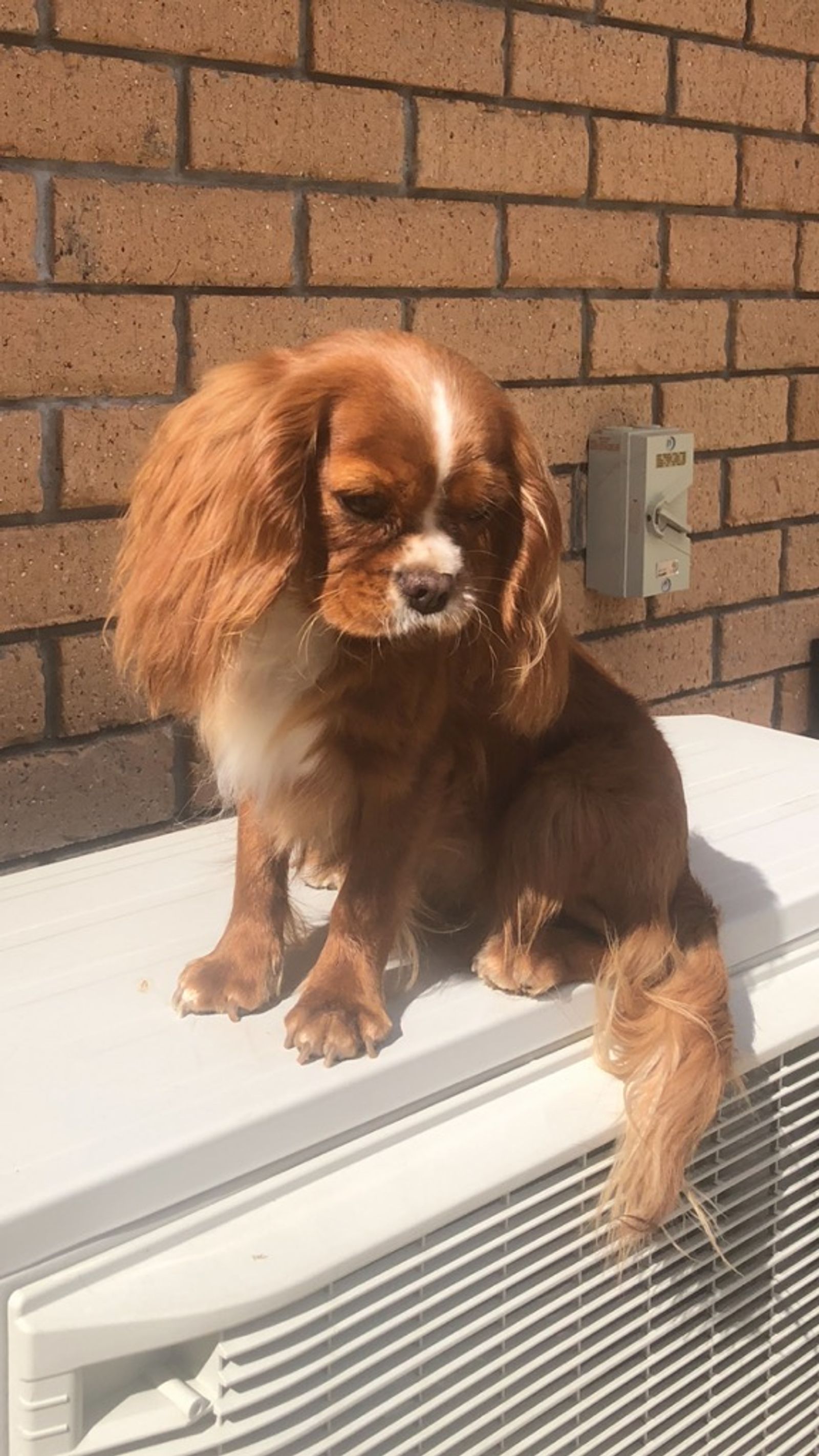 Cavmania Kennels, responsible breeder in Tasmania - RightPaw