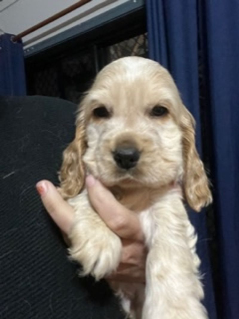 Serenity Bay Cocker Spaniels, responsible breeder in Queensland - RightPaw