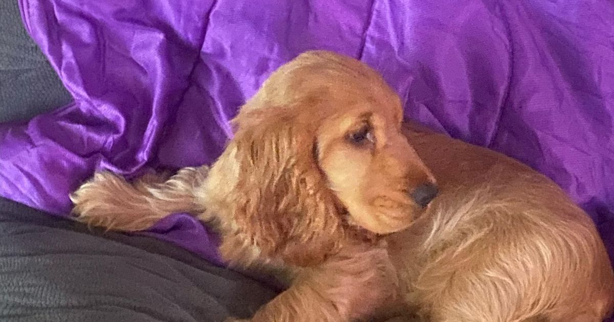 Serenity Bay Cocker Spaniels, responsible breeder in Queensland - RightPaw