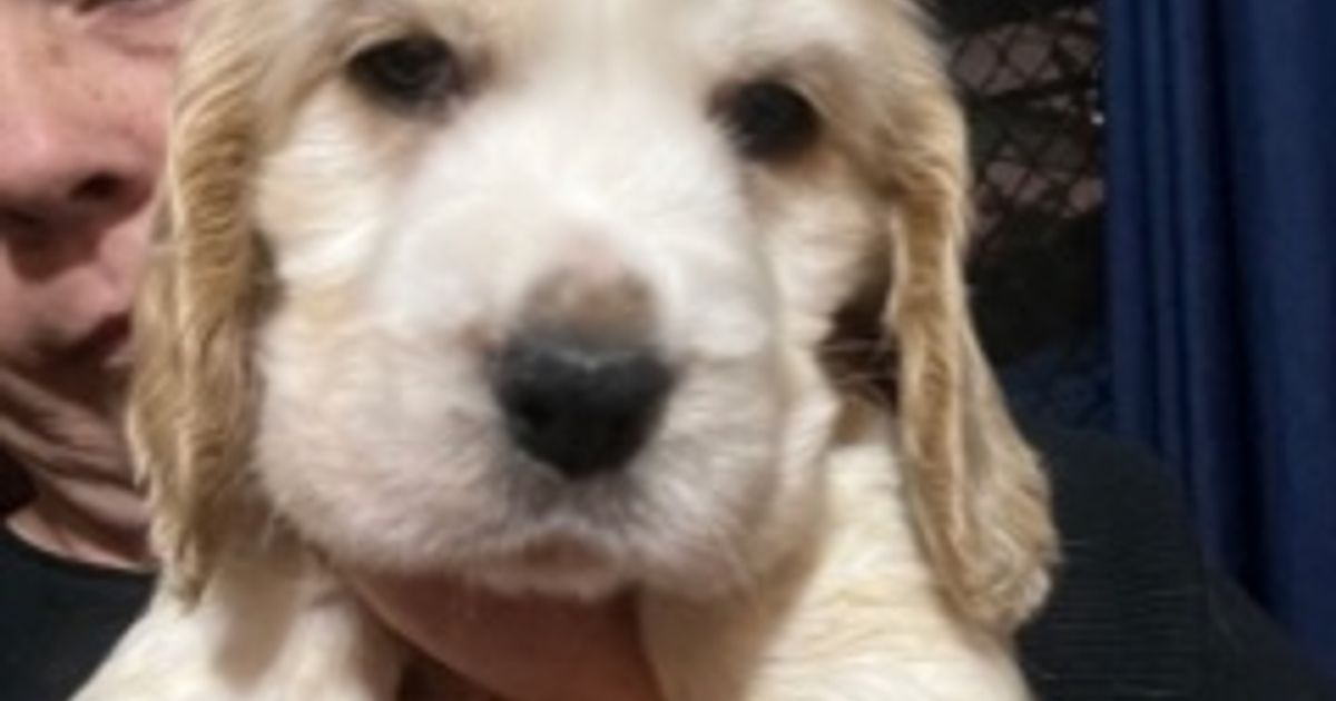 Serenity Bay Cocker Spaniels, responsible breeder in Queensland - RightPaw