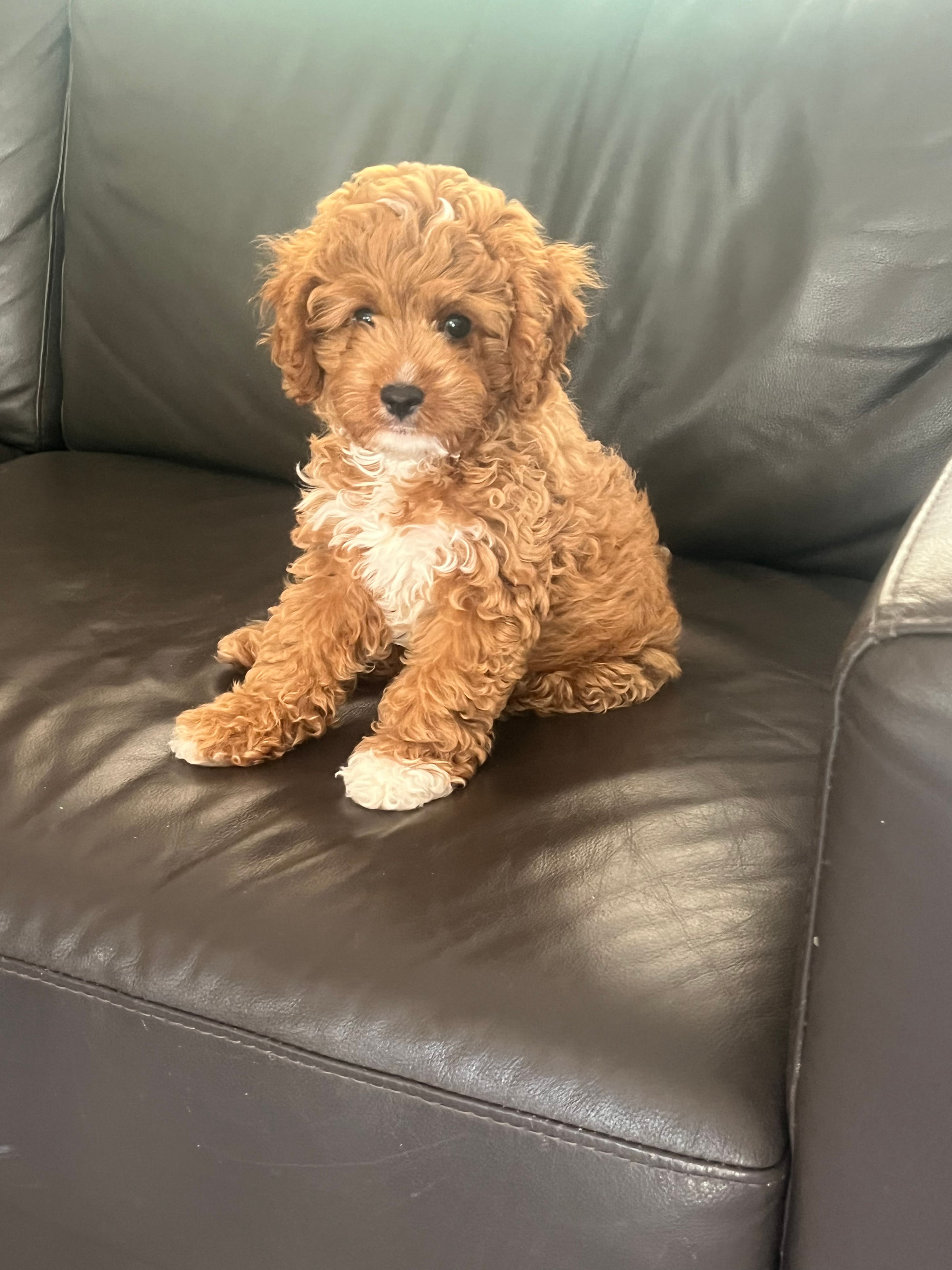 Colourful Cavoodles of Tanawha, responsible breeder in Queensland ...