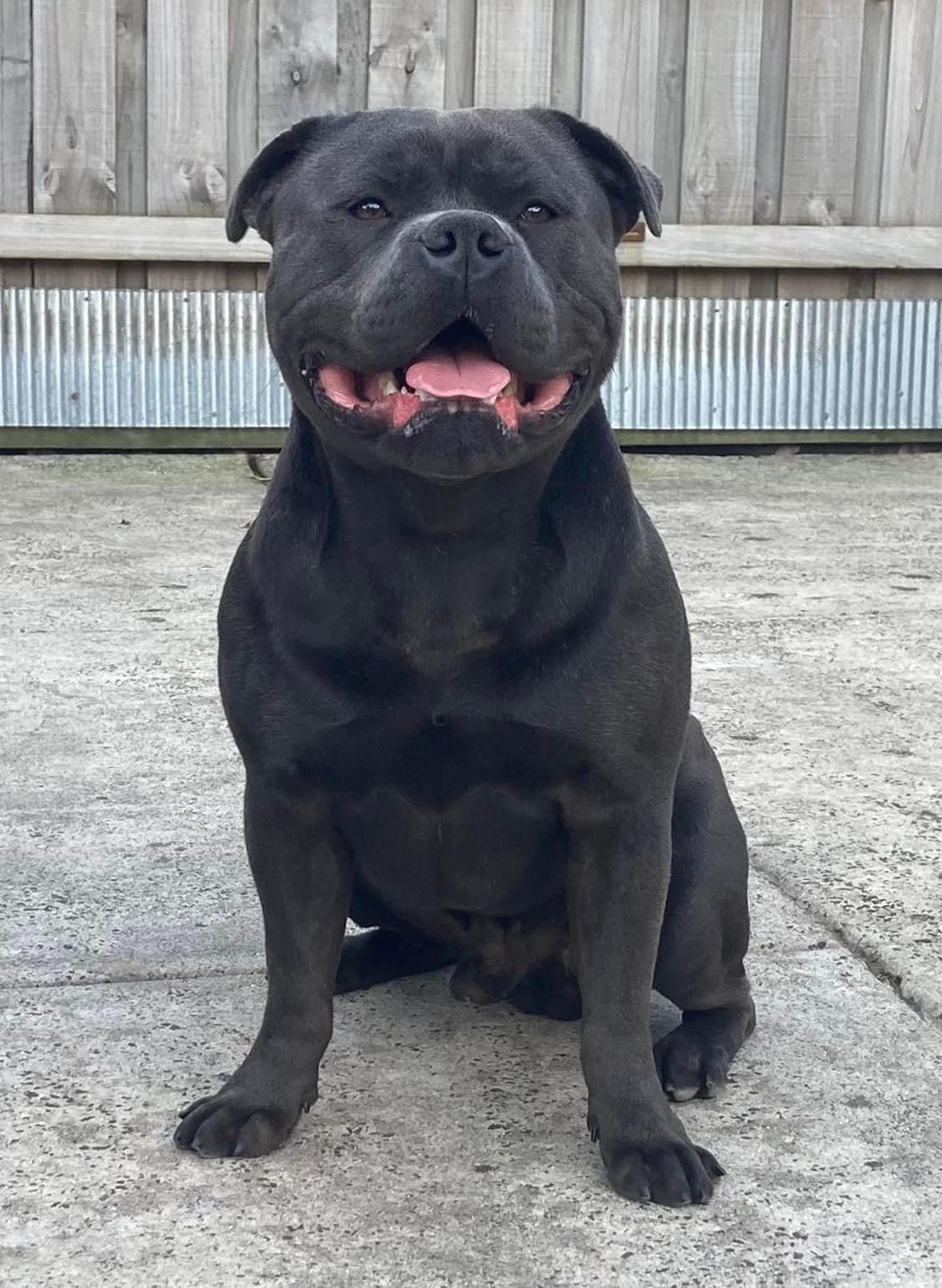 Bluehaluno English Staffies, responsible breeder in New South Wales ...