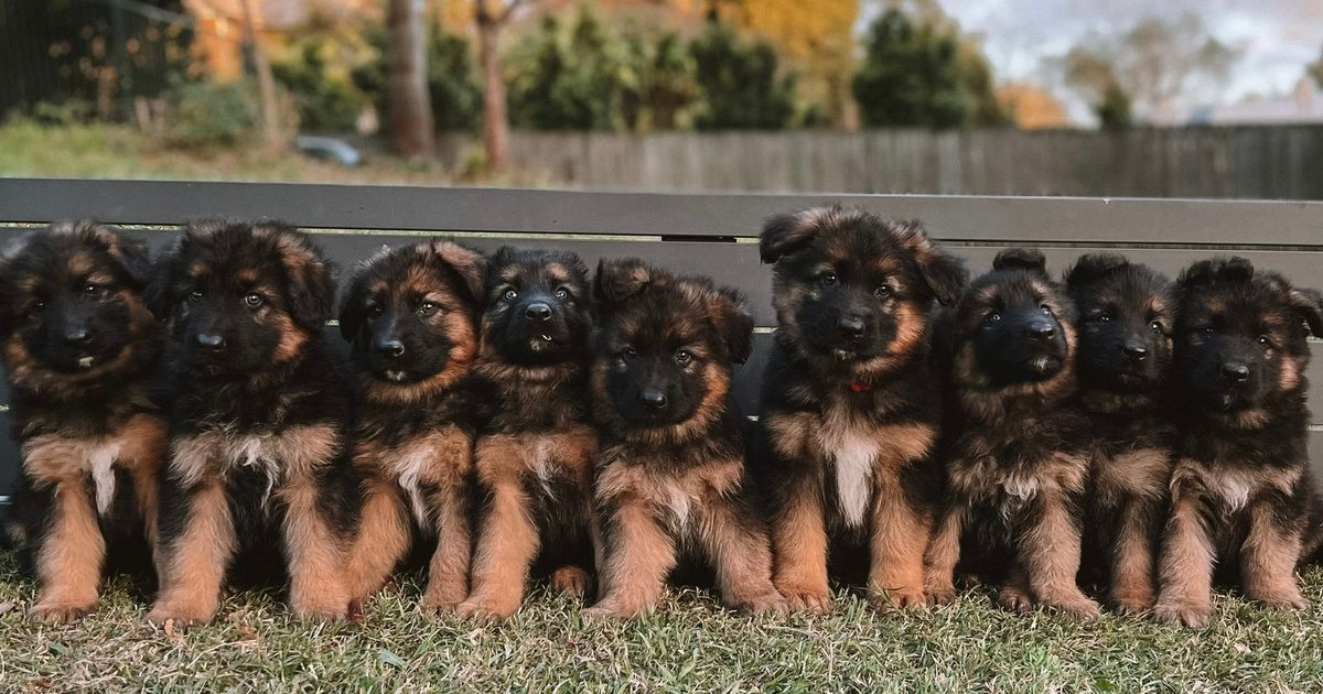 Aurelius German Shepherds by Alfa K9, responsible breeder in Queensland ...