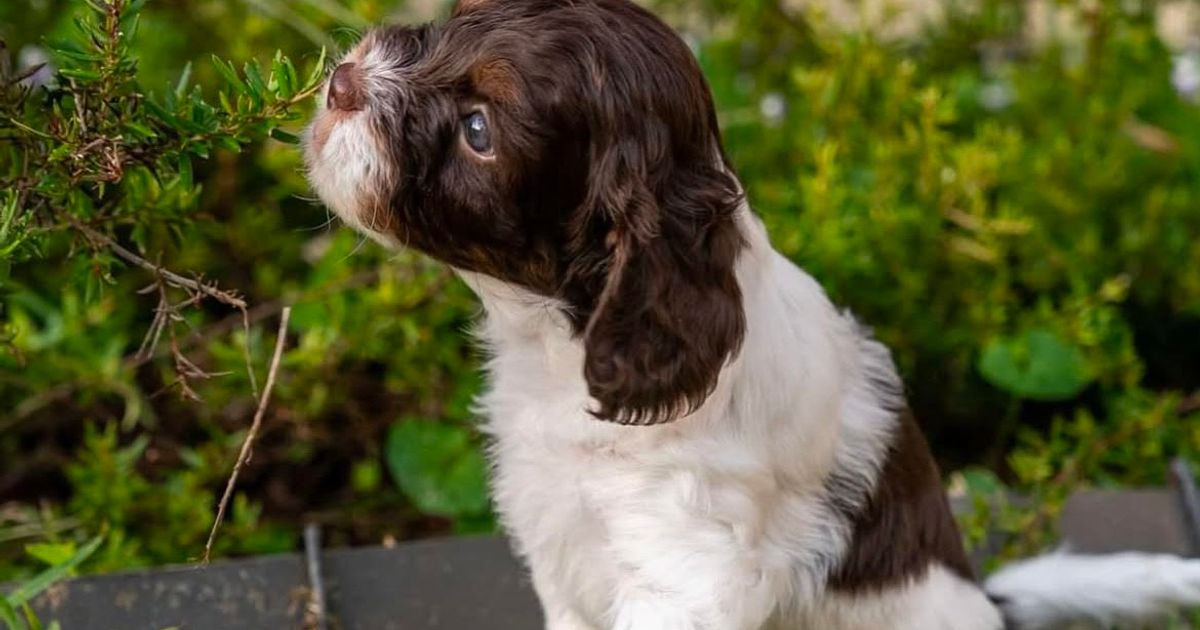 Posy Park Theodores & Cavoodles, responsible breeder in New South Wales ...