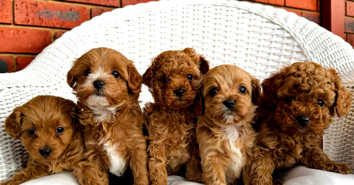 Billie & Co Cavoodles, responsible breeder in Victoria - RightPaw