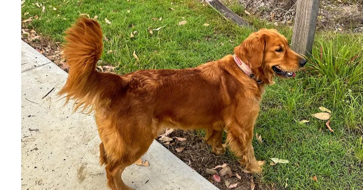 Tyalla Farm Golden Retrievers, responsible breeder in New South Wales ...