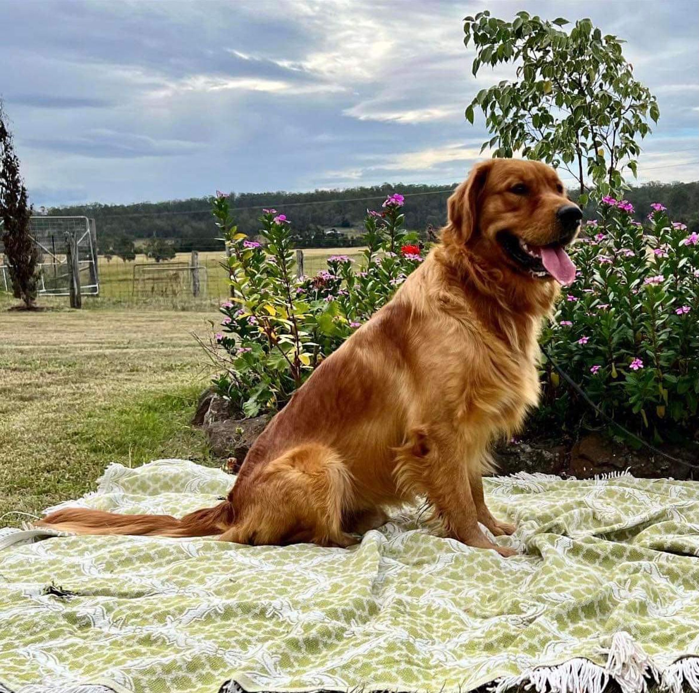 Tyalla Farm Golden Retrievers, responsible breeder in New South Wales ...