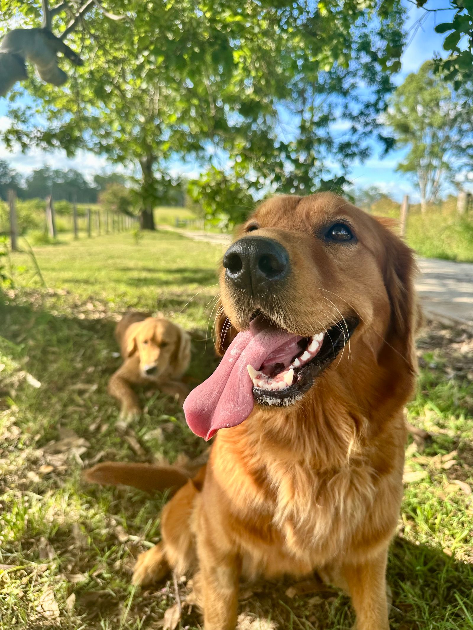 Tyalla Farm Golden Retrievers, responsible breeder in New South Wales ...