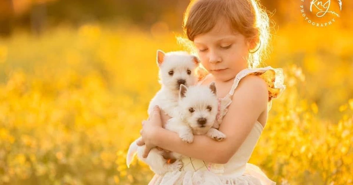 Waltinga West Highland White Terriers, responsible breeder in ...