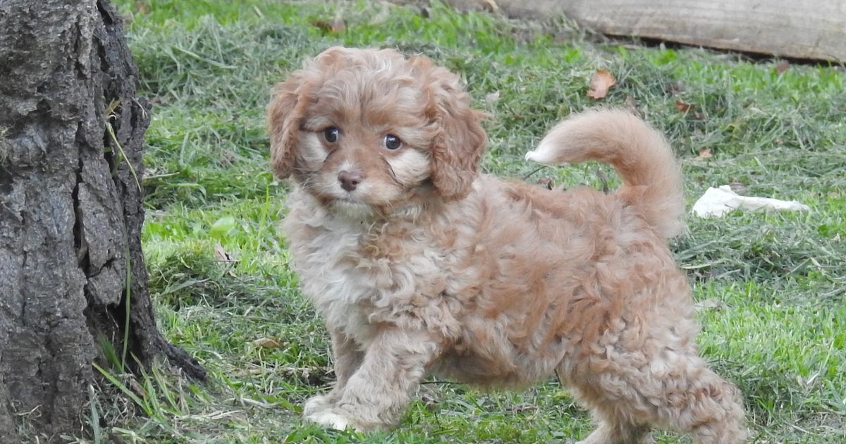 “We R Cavoodles R Us” Cavoodles, responsible breeder in Victoria - RightPaw