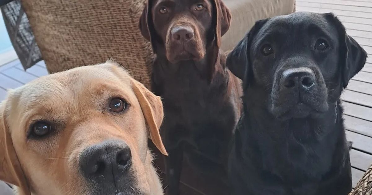 SUNNYLABS LABRADORS, responsible breeder in Queensland - RightPaw