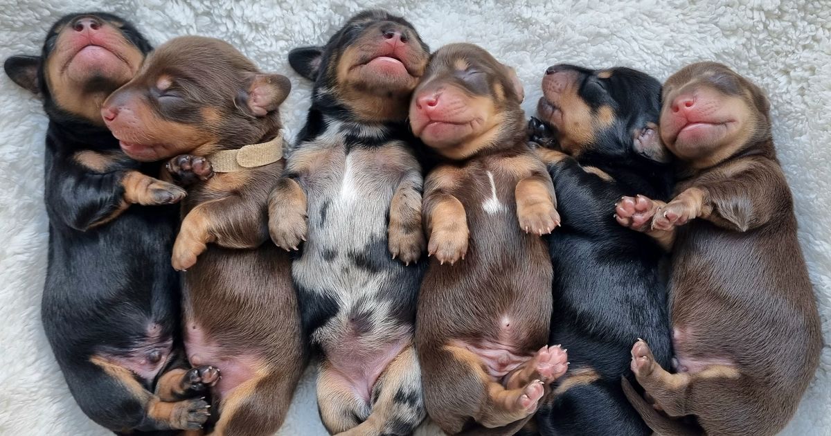 DD Hounds, responsible breeder in Queensland - RightPaw