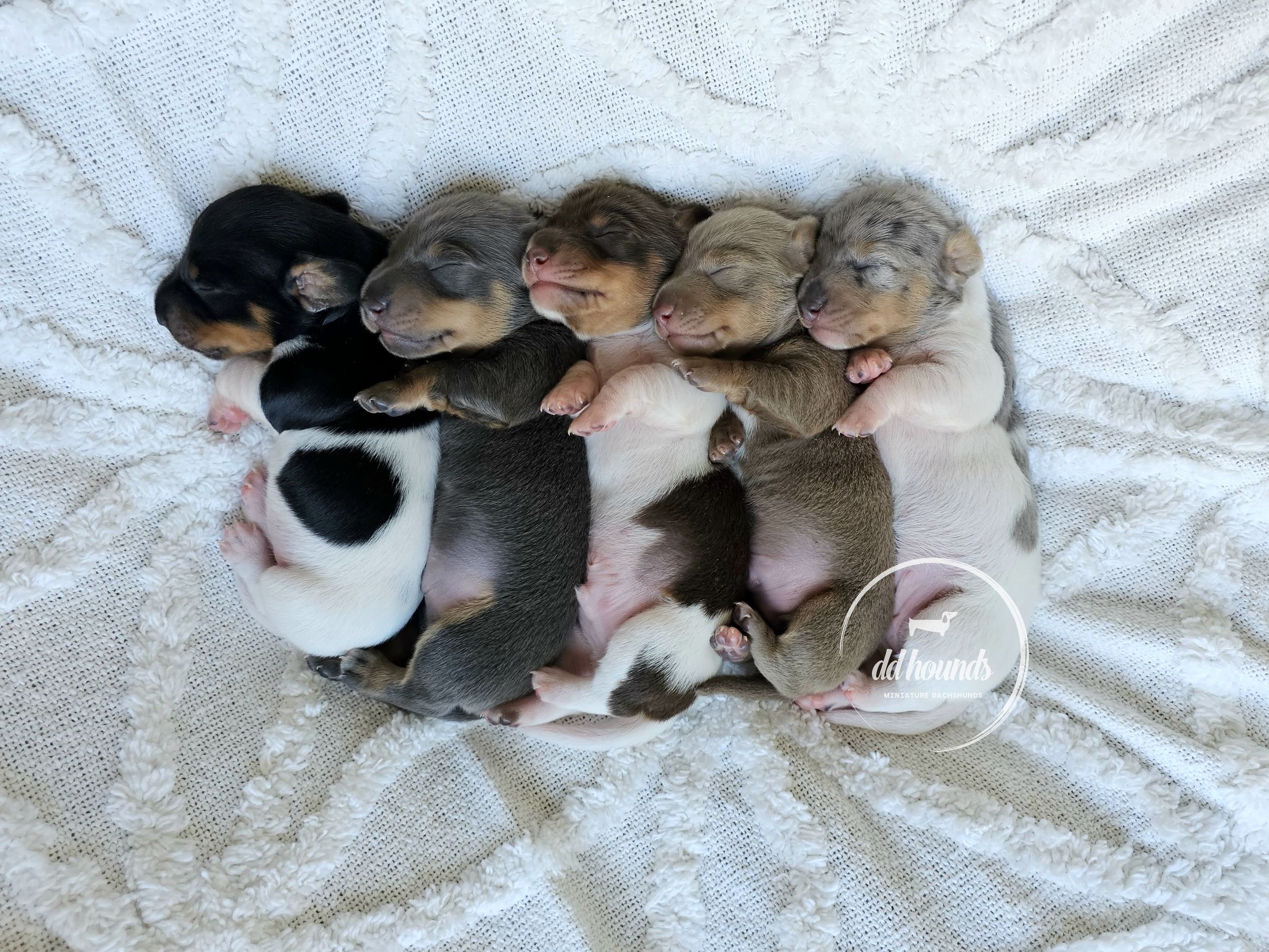 DD Hounds, responsible breeder in Queensland - RightPaw