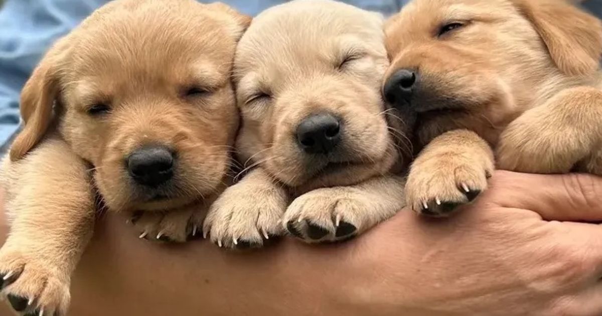 Goldadors Australia, responsible breeder in New South Wales - RightPaw