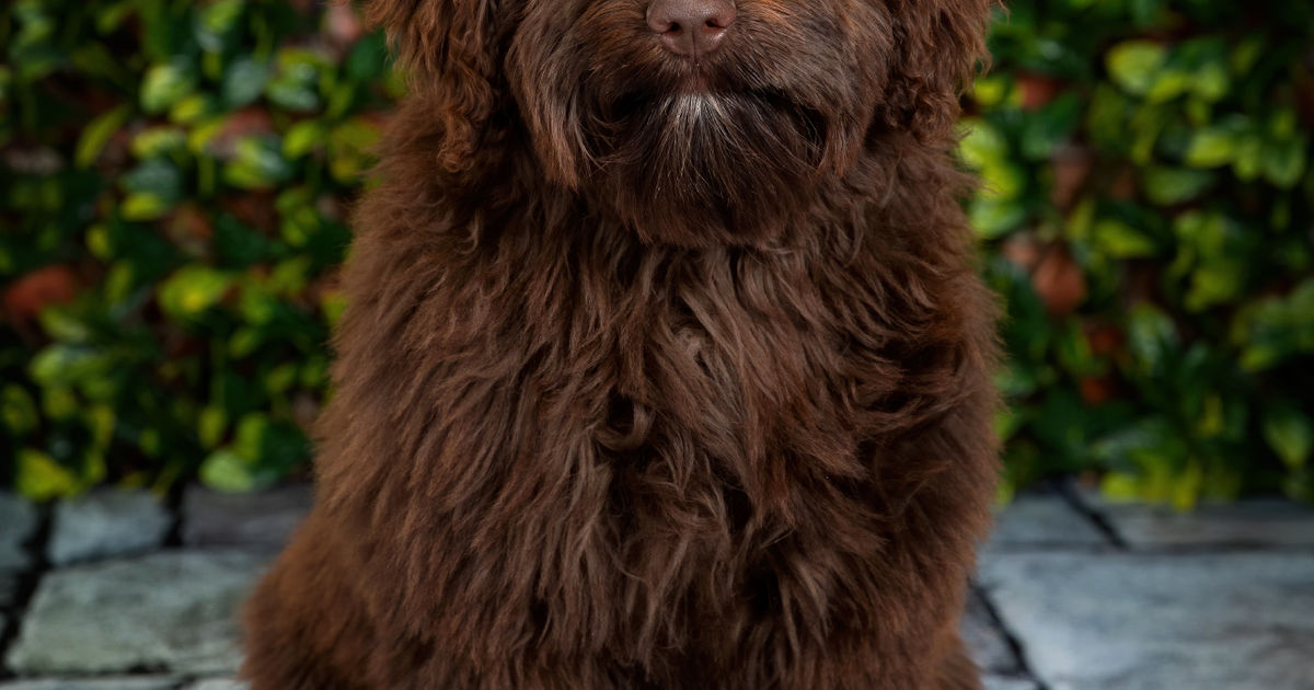 Wisteria Labradoodles Qld, responsible breeder in Queensland - RightPaw