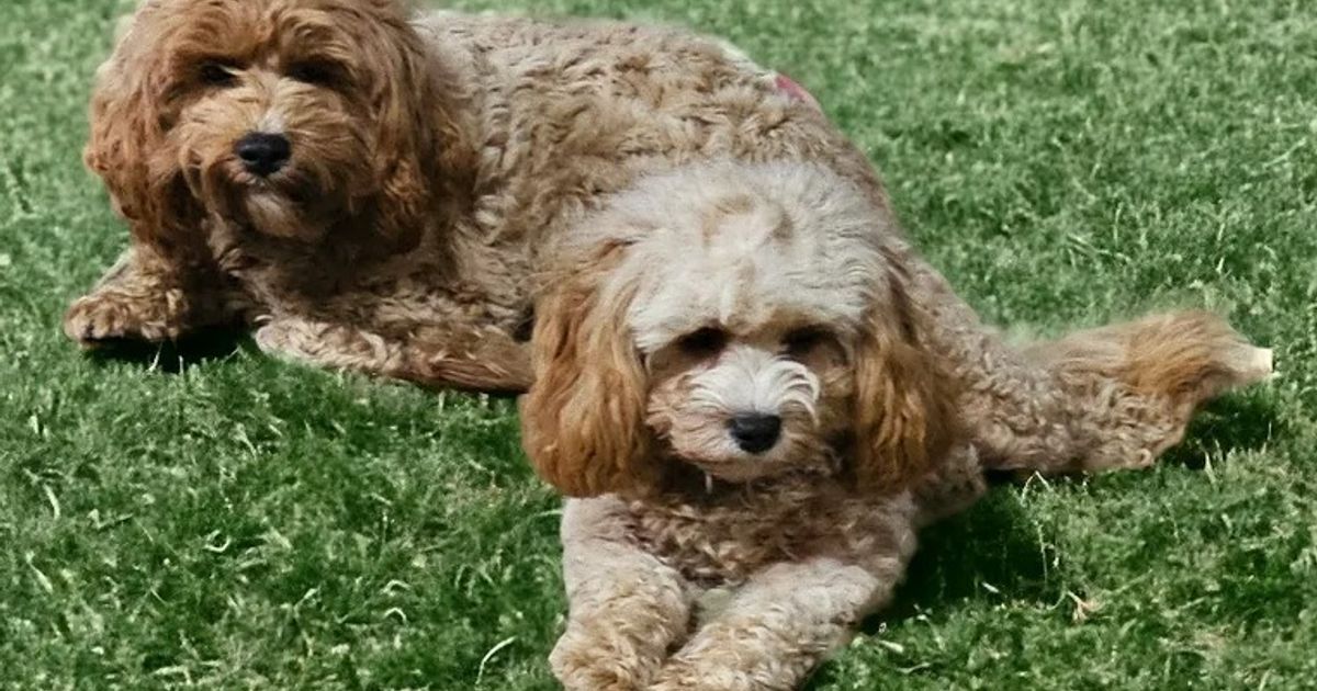 Cavoodle Cuddles at Four Perfect Paws, responsible breeder in Victoria ...