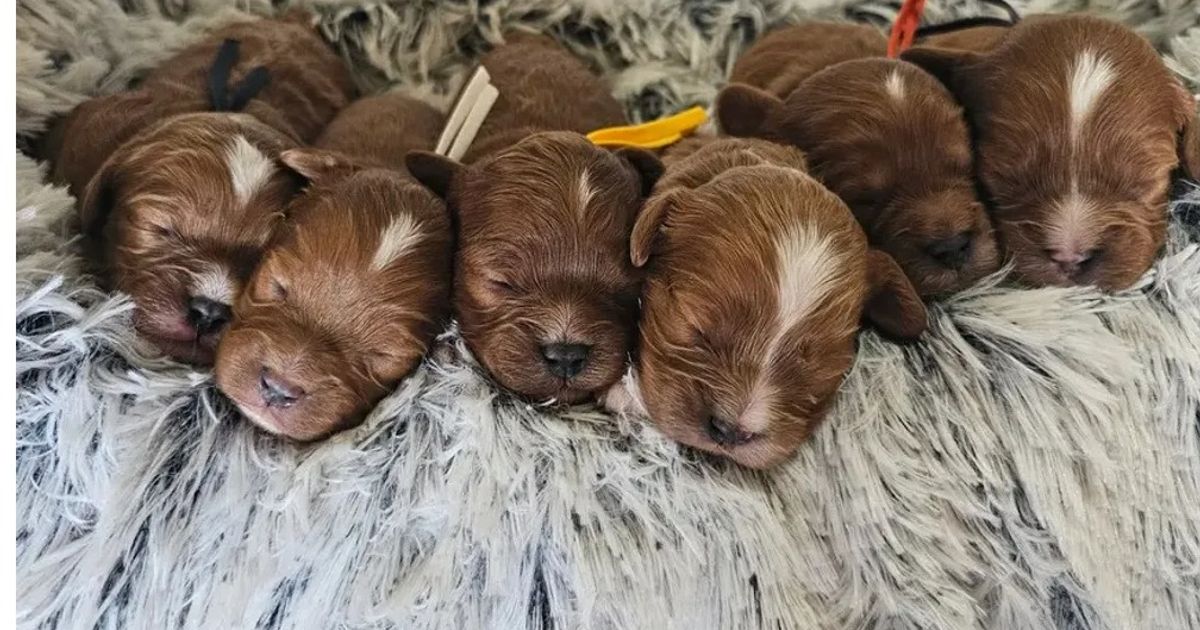 Wattle Vale Cavoodles, responsible breeder in Victoria - RightPaw