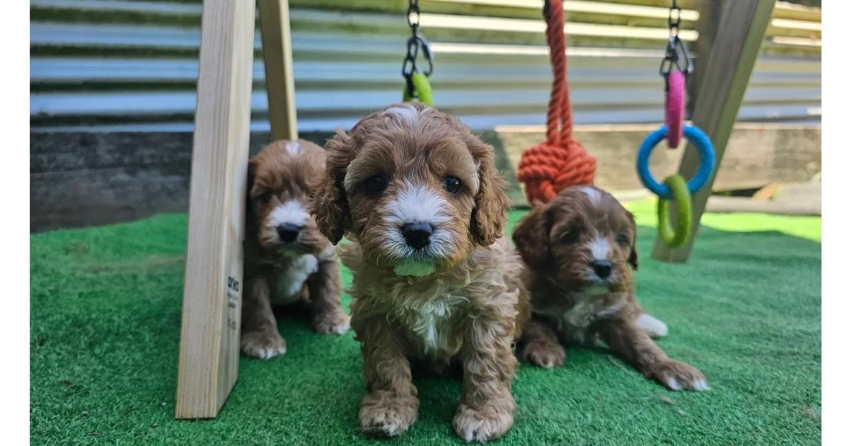 Cavoodle Cuddles at Four Perfect Paws, responsible breeder in Victoria ...