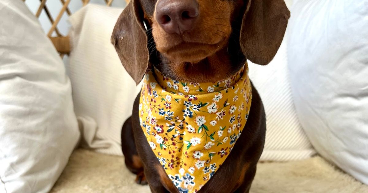 Basito Miniature Dachshunds, responsible breeder in New South Wales ...