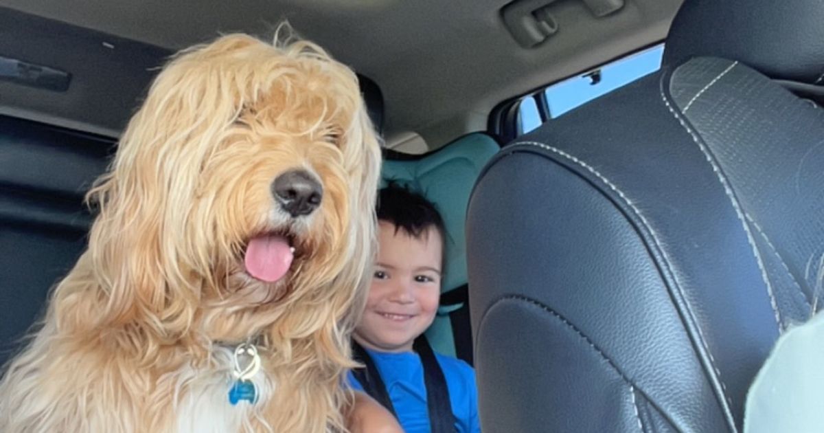 Grover’s Groodles, responsible breeder in Victoria - RightPaw