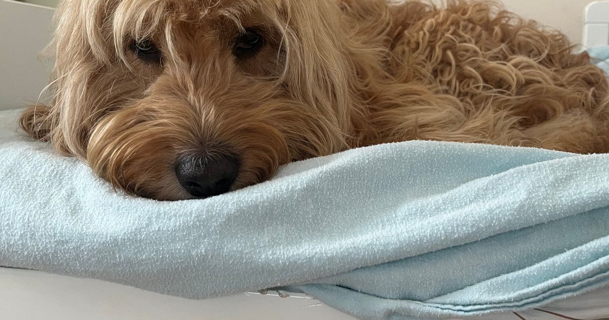 Grover’s Groodles, responsible breeder in Victoria - RightPaw