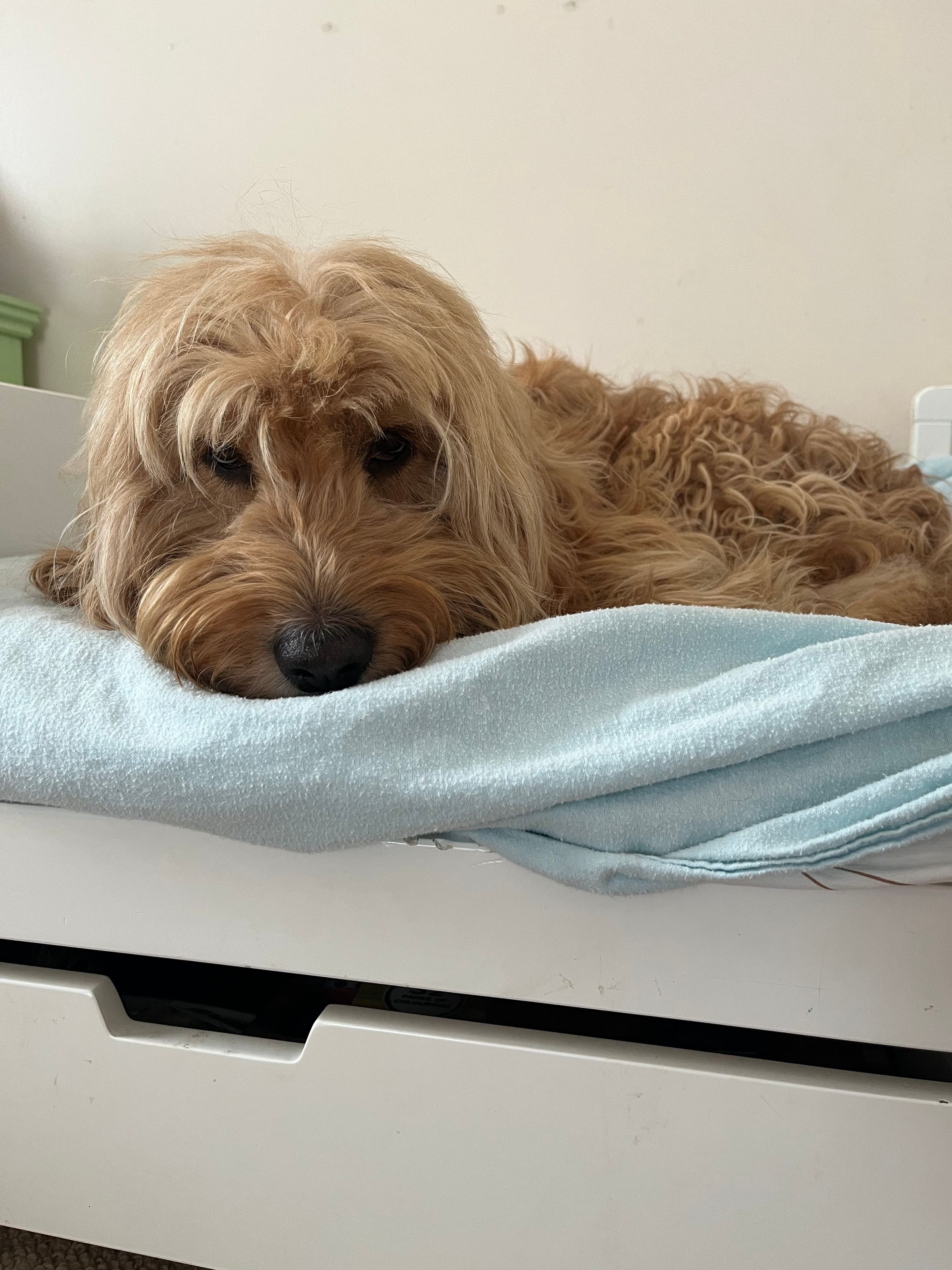 Grover’s Groodles, responsible breeder in Victoria - RightPaw