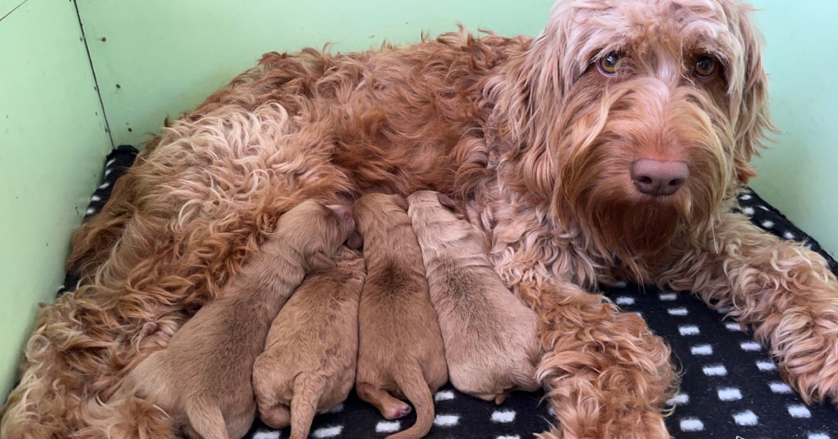 Grover’s Groodles, responsible breeder in Victoria - RightPaw