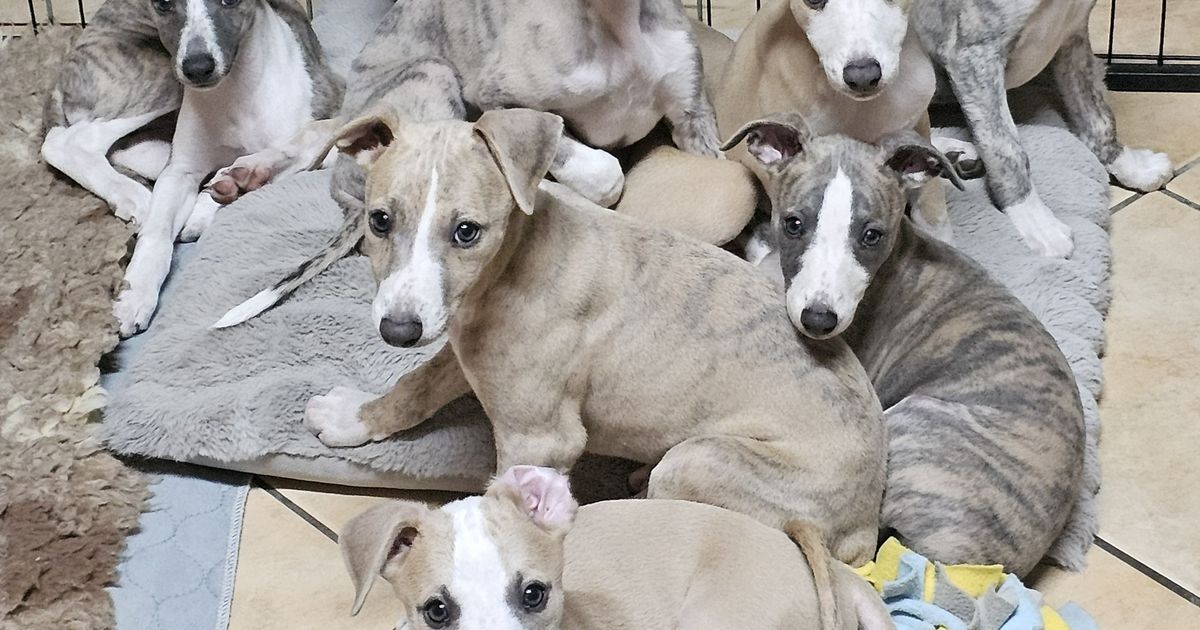 Dachlah Whippets, responsible breeder in Queensland - RightPaw