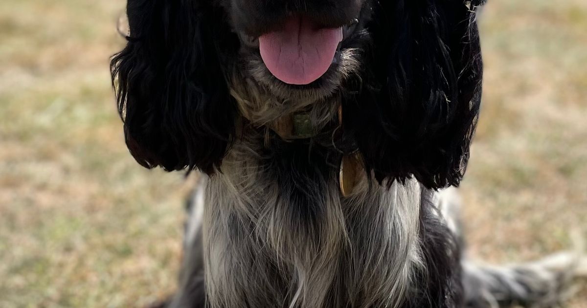 Broriver Cocker Spaniels, responsible breeder in New South Wales - RightPaw