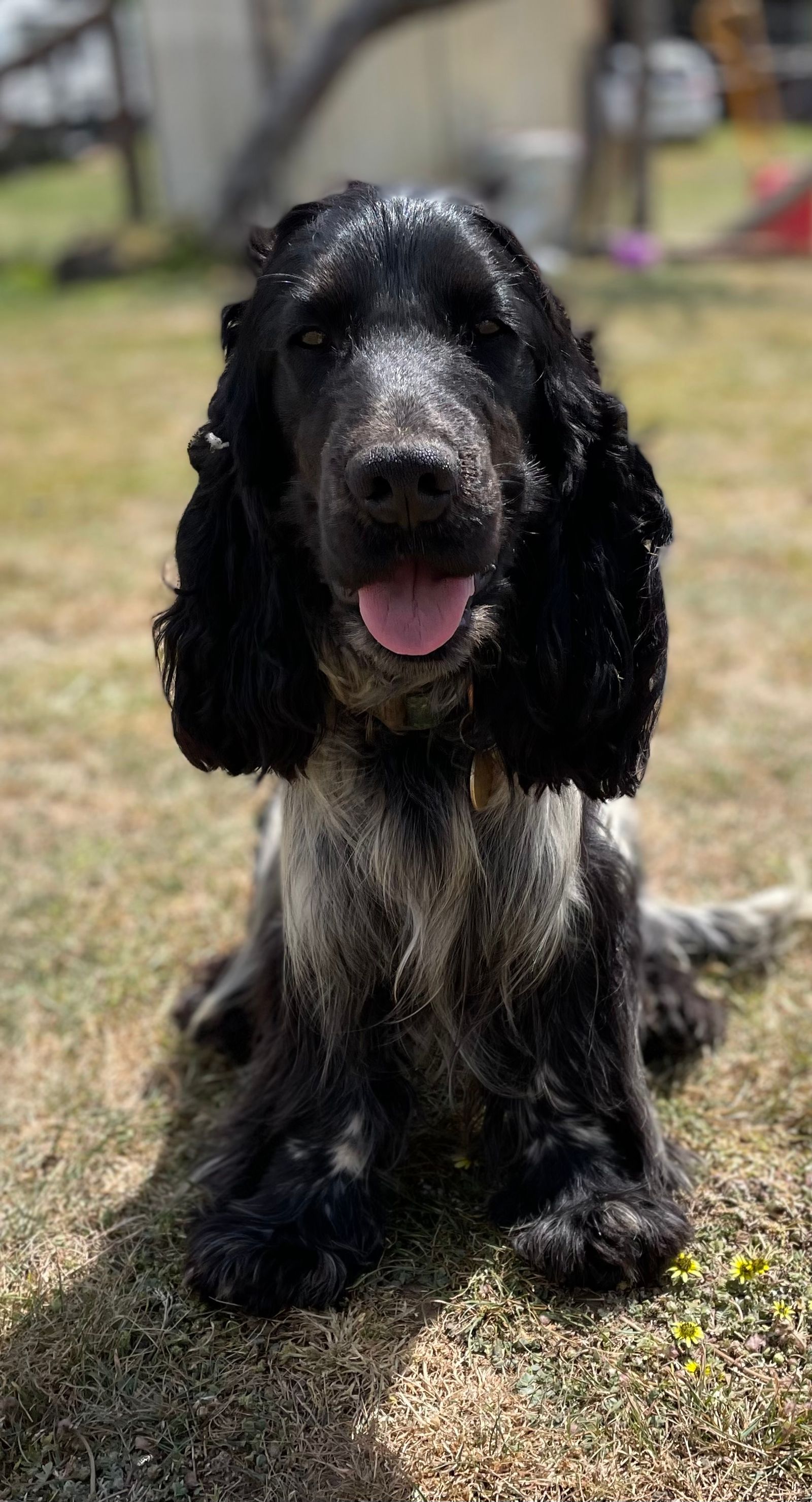 Broriver Cocker Spaniels, responsible breeder in New South Wales - RightPaw