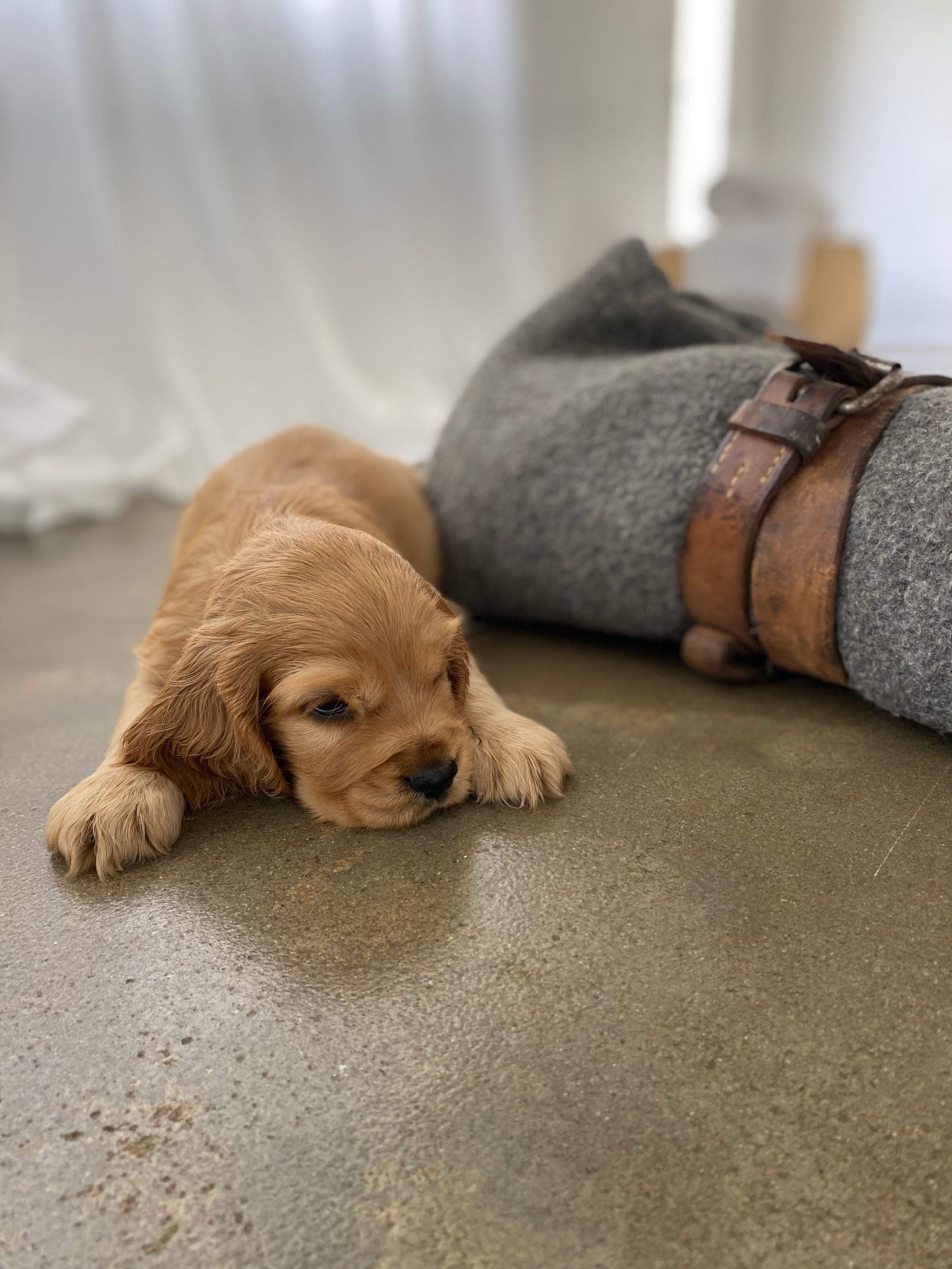 Broriver Cocker Spaniels, responsible breeder in New South Wales - RightPaw