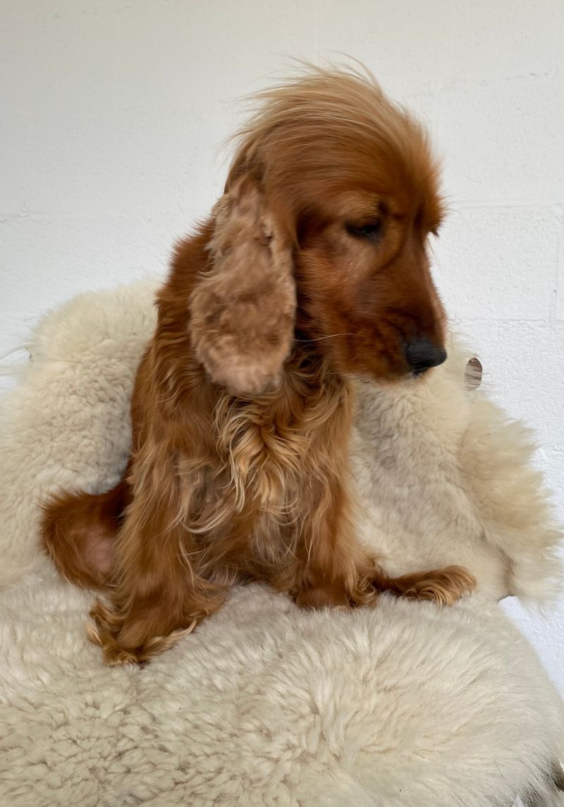 Broriver Cocker Spaniels, responsible breeder in New South Wales - RightPaw