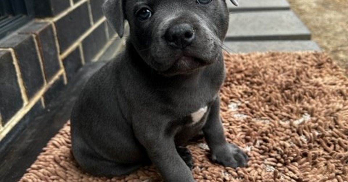 Blue Valor Staffies, responsible breeder in Victoria - RightPaw
