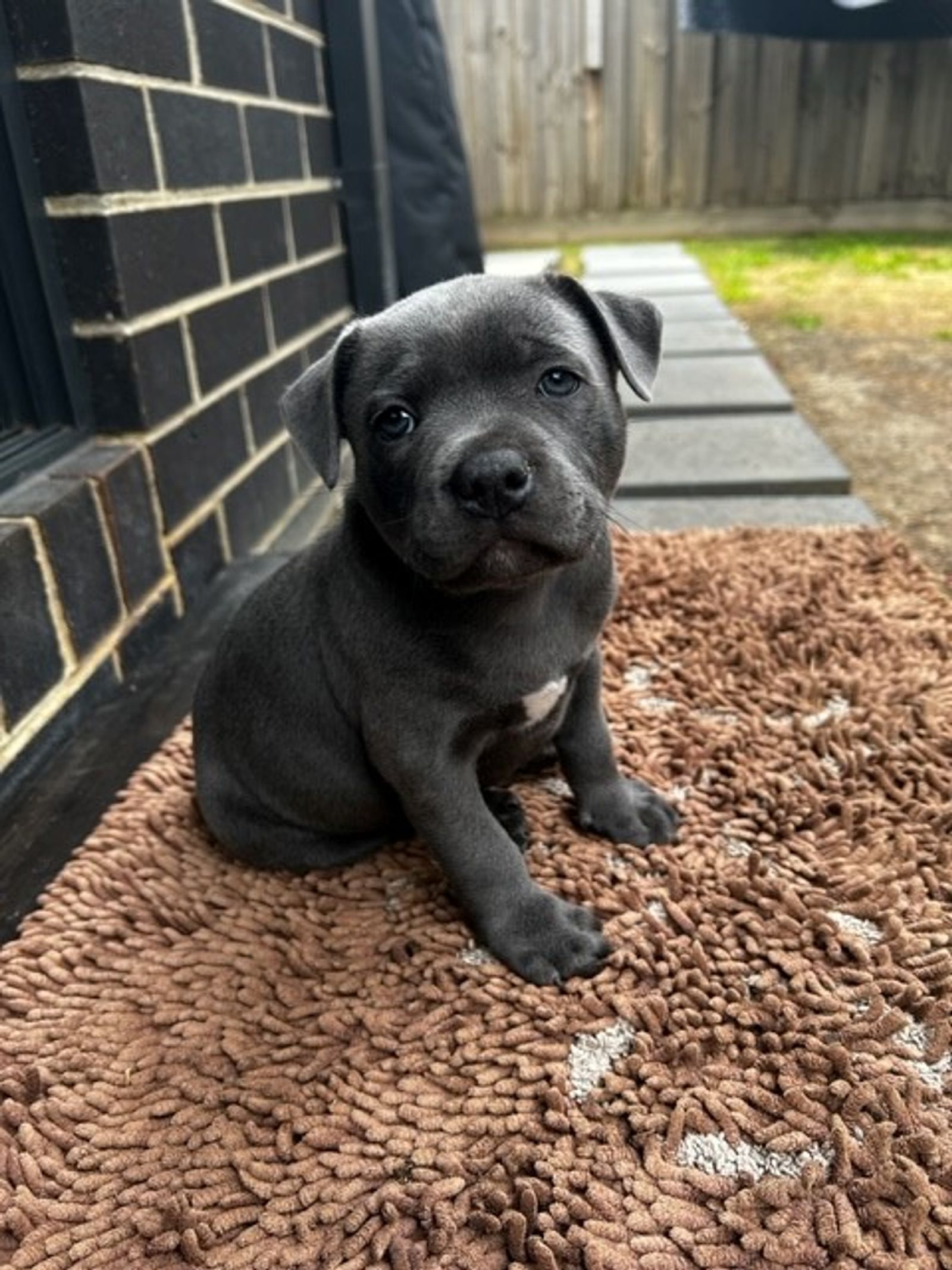 Blue Valor Staffies, responsible breeder in Victoria - RightPaw