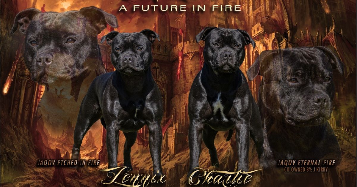 Jaqov Staffords, responsible breeder in Queensland - RightPaw