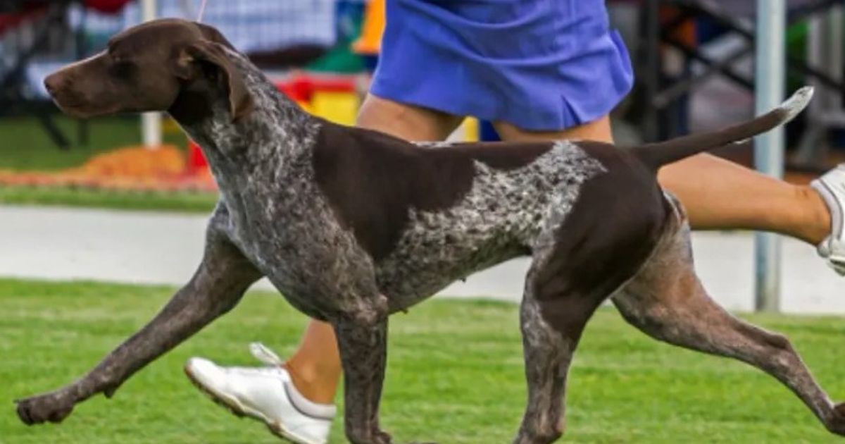 Sevoier Kennels German Shorthaired Pointers, responsible breeder in ...