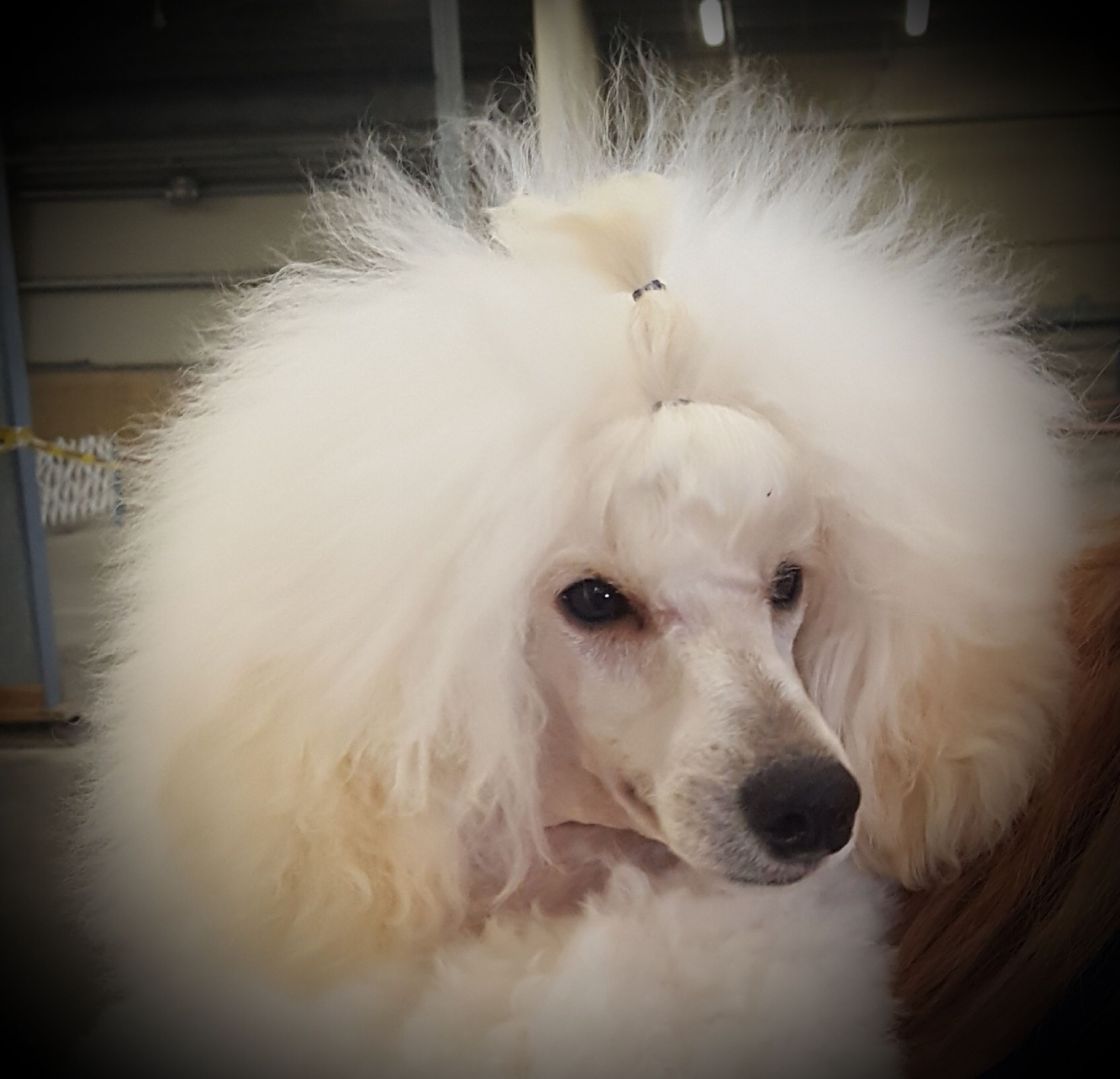 Sebtus Minature Poodles, responsible breeder in Victoria - RightPaw