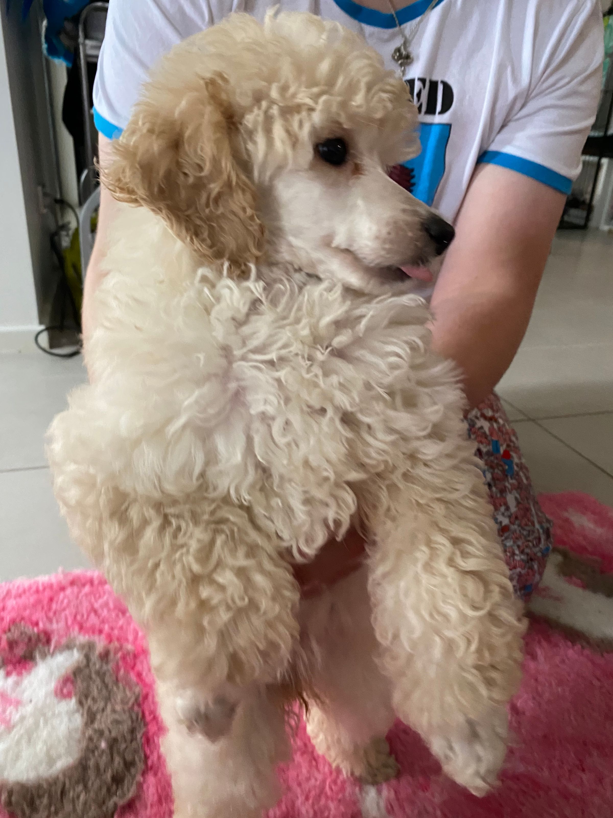 Sebtus Minature Poodles, responsible breeder in Victoria - RightPaw