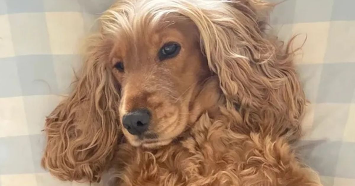 Pepper Tree Cocker Spaniel, responsible breeder in New South Wales - RightPaw