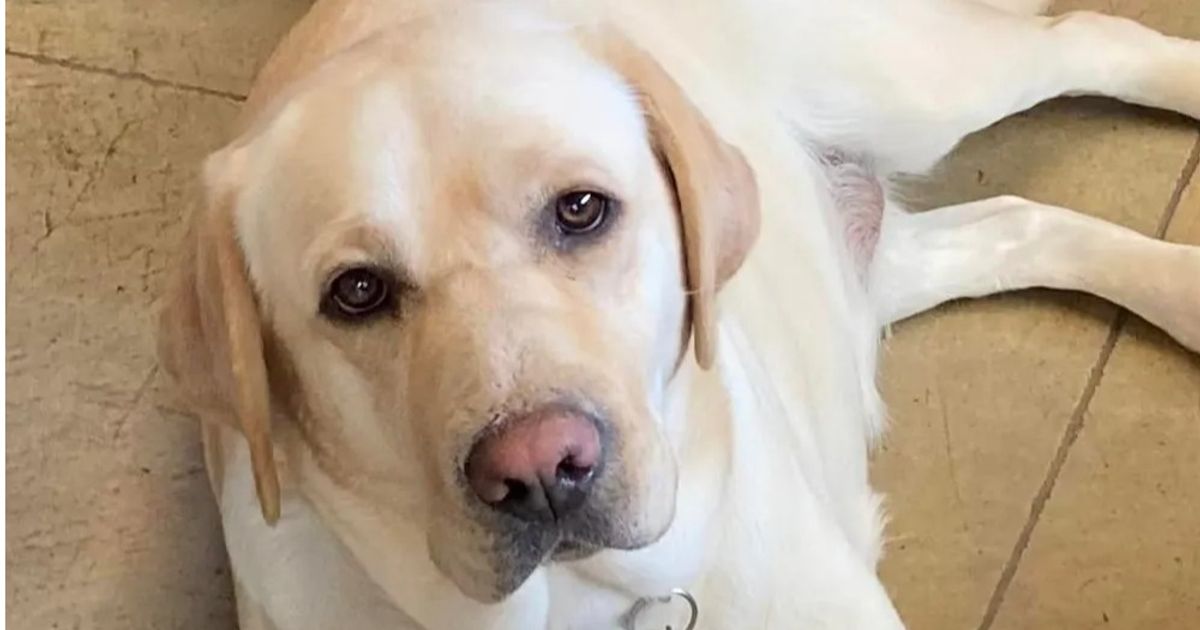 Aralbal Labradors, responsible breeder in Victoria - RightPaw